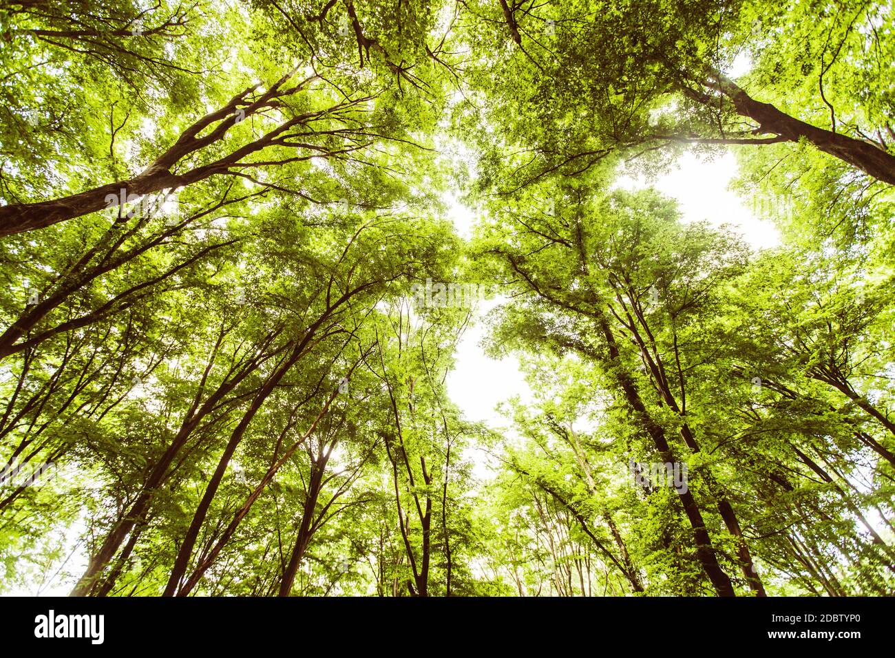 Spring green forest , view up, beautiful nature landscape Stock Photo ...