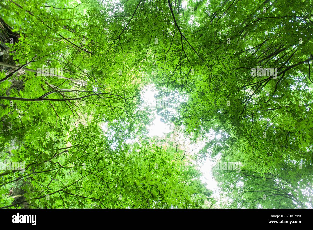 Spring green forest , view up, beautiful nature landscape Stock Photo ...