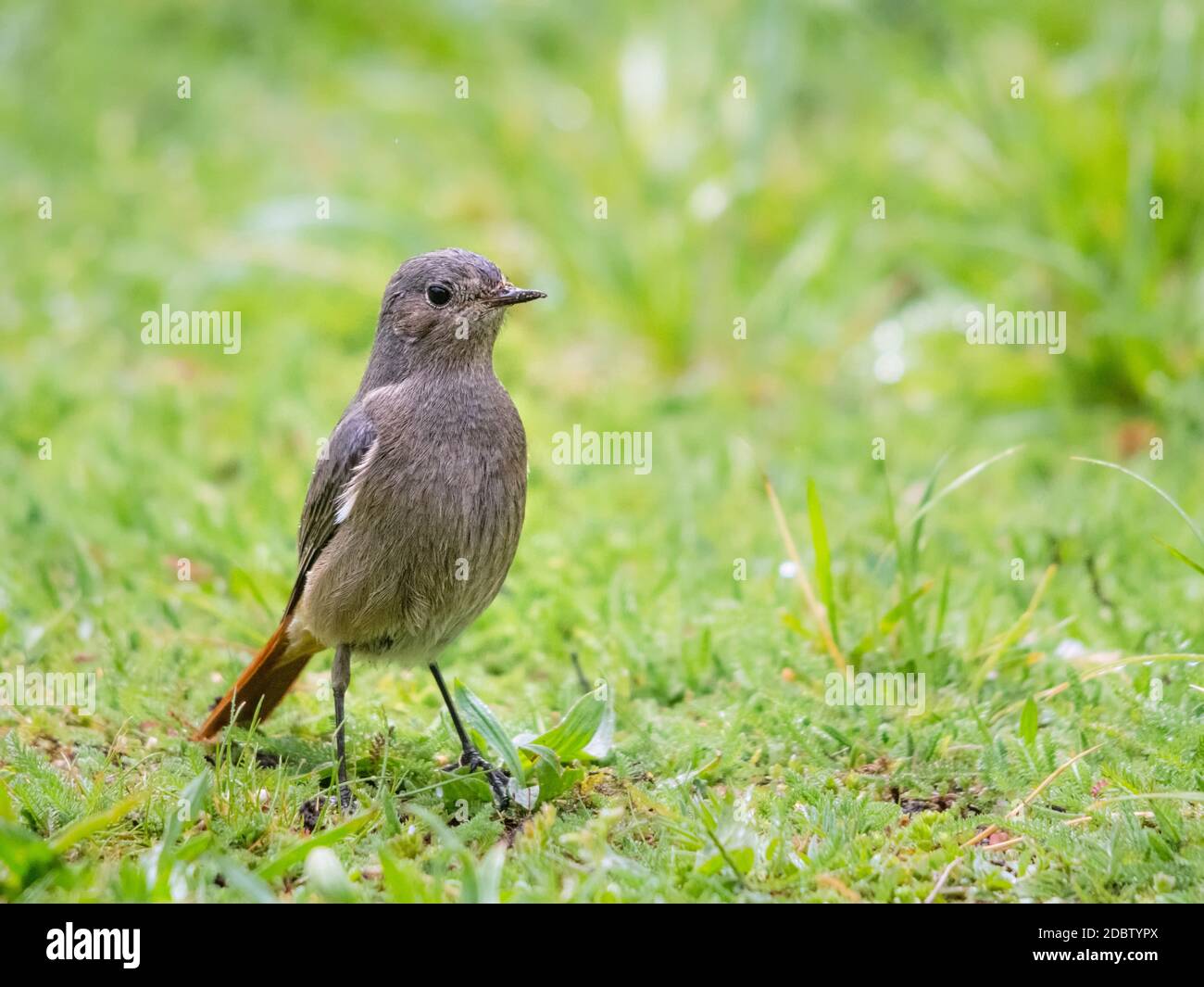 Male redstart bird in the garden Stock Photo - Alamy