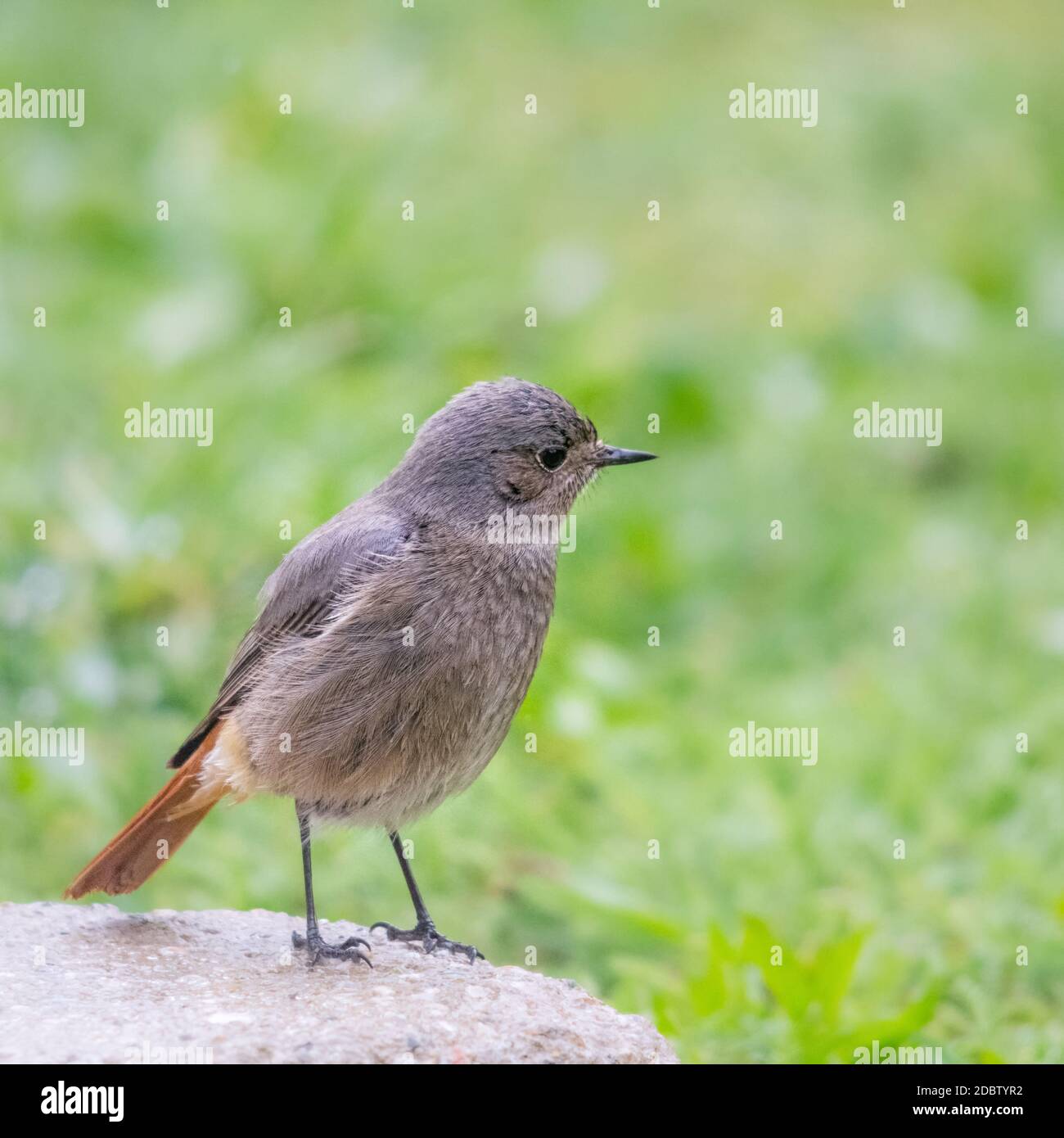 Female redstart bird in the garden Stock Photo - Alamy