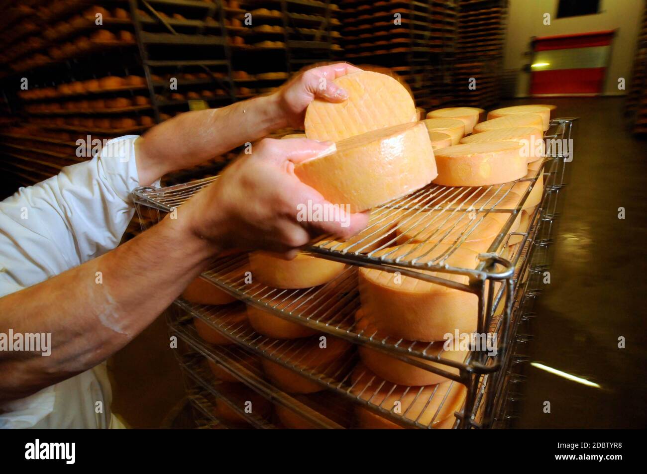 quality control in the process of cheese ripening in industrial food ...