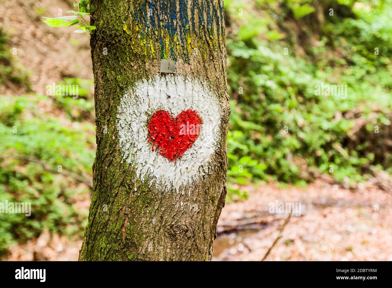 Marked hiking healthy trail, heart shape sign on the tree Stock Photo ...