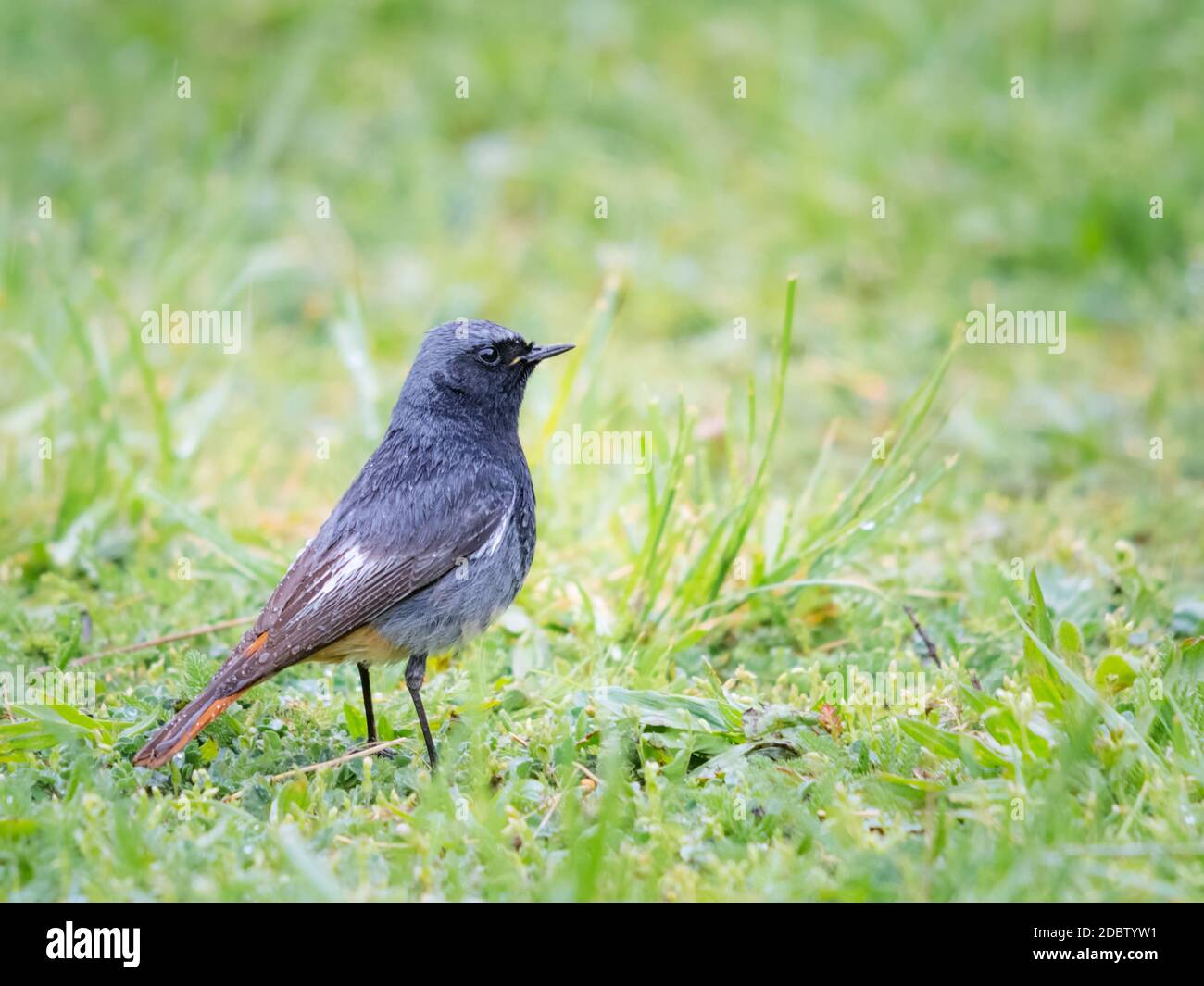 Male redstart bird in the garden Stock Photo - Alamy