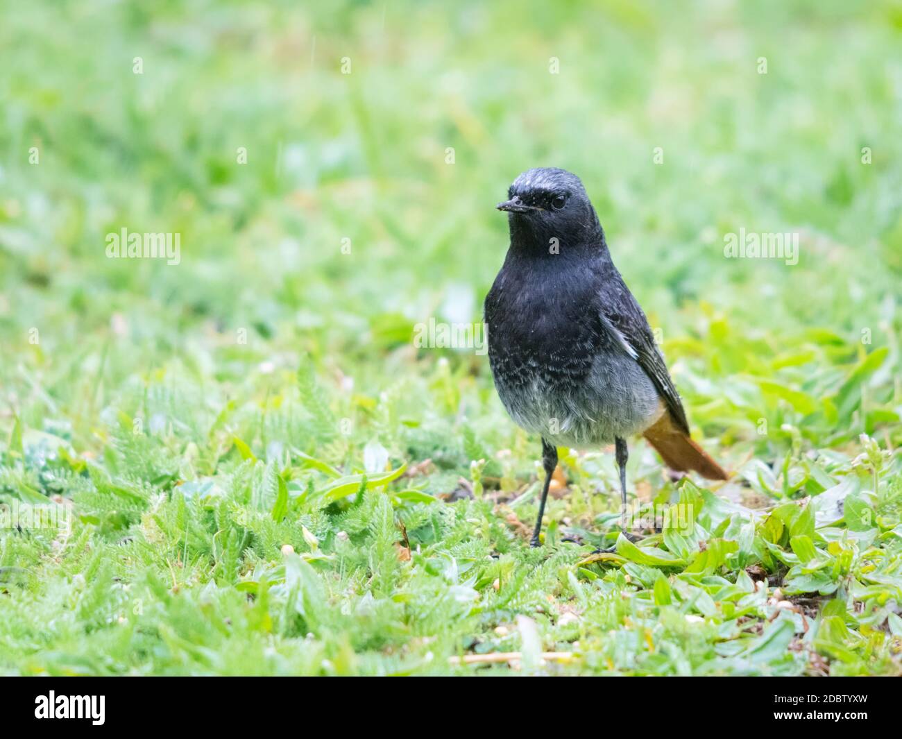 Male redstart bird in the garden Stock Photo - Alamy