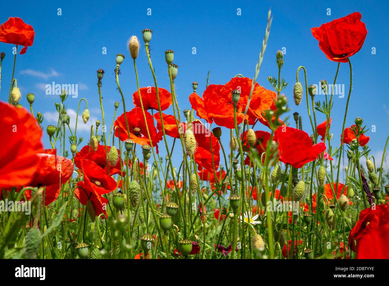 Agricultural field with colorful red Papaver or corn poppies in a low ...