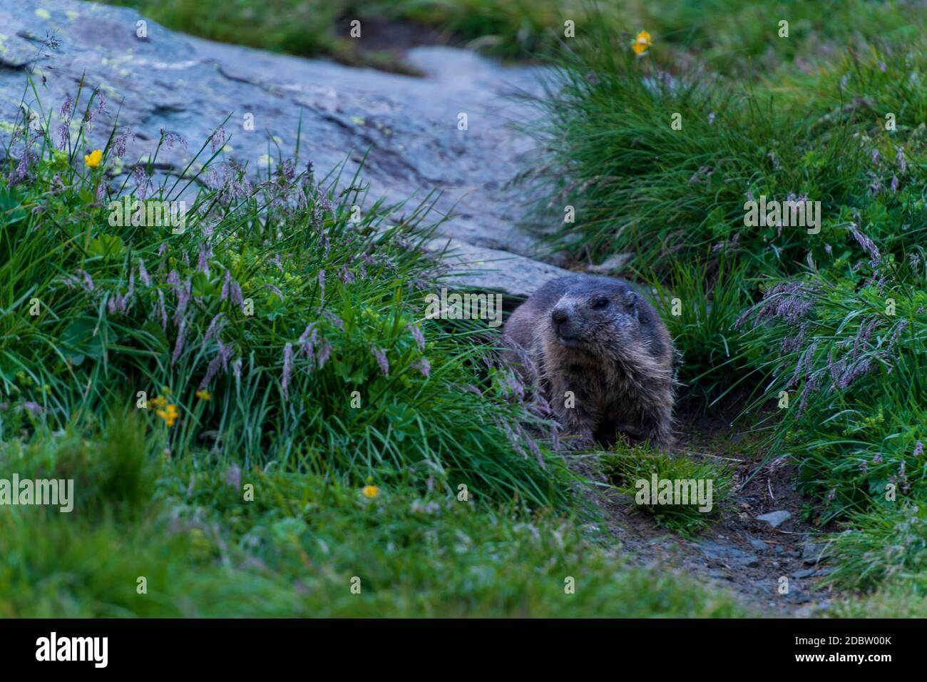groundhog in the alps by Austria Stock Photo - Alamy