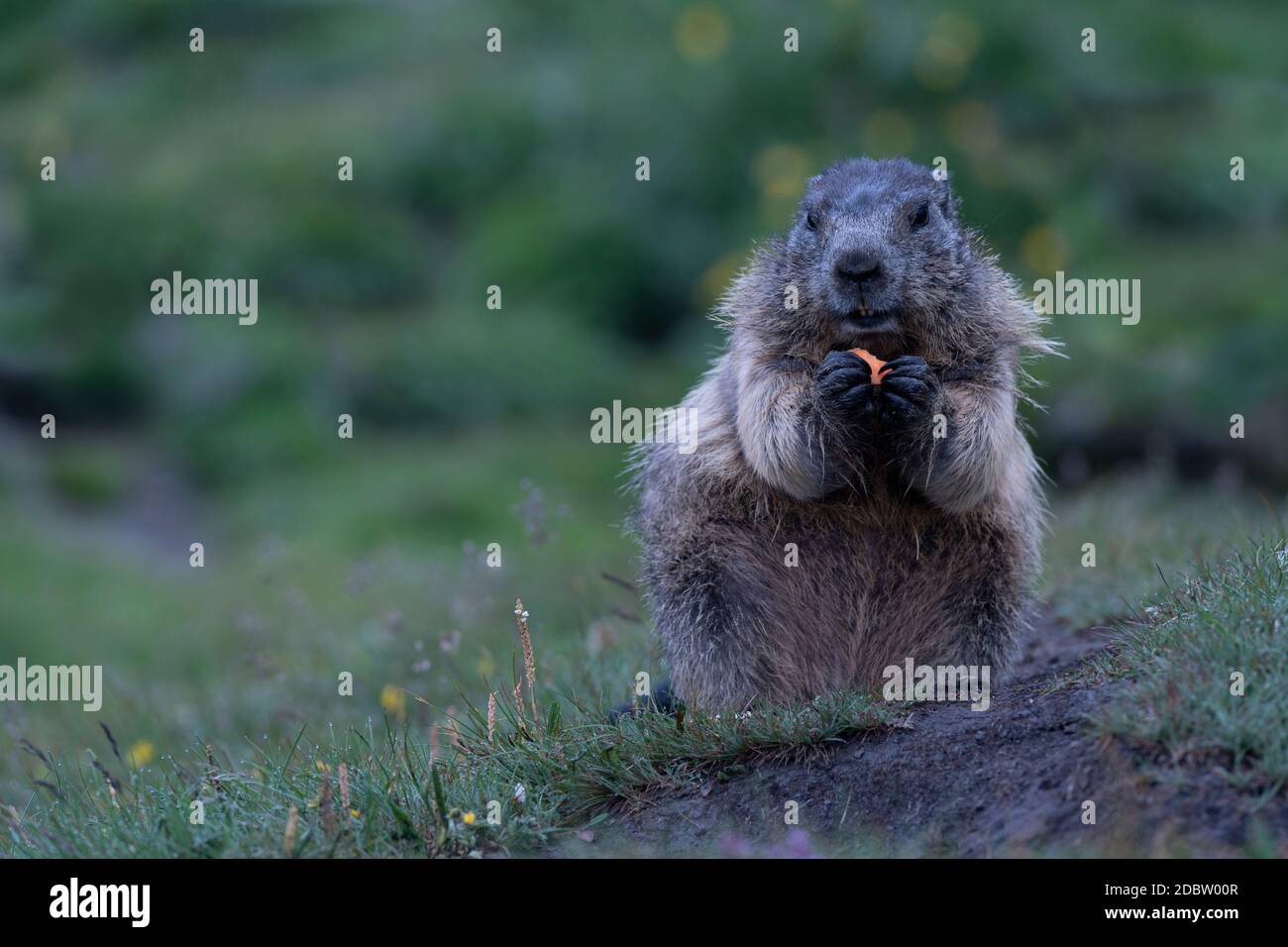 groundhog in the alps by Austria Stock Photo - Alamy
