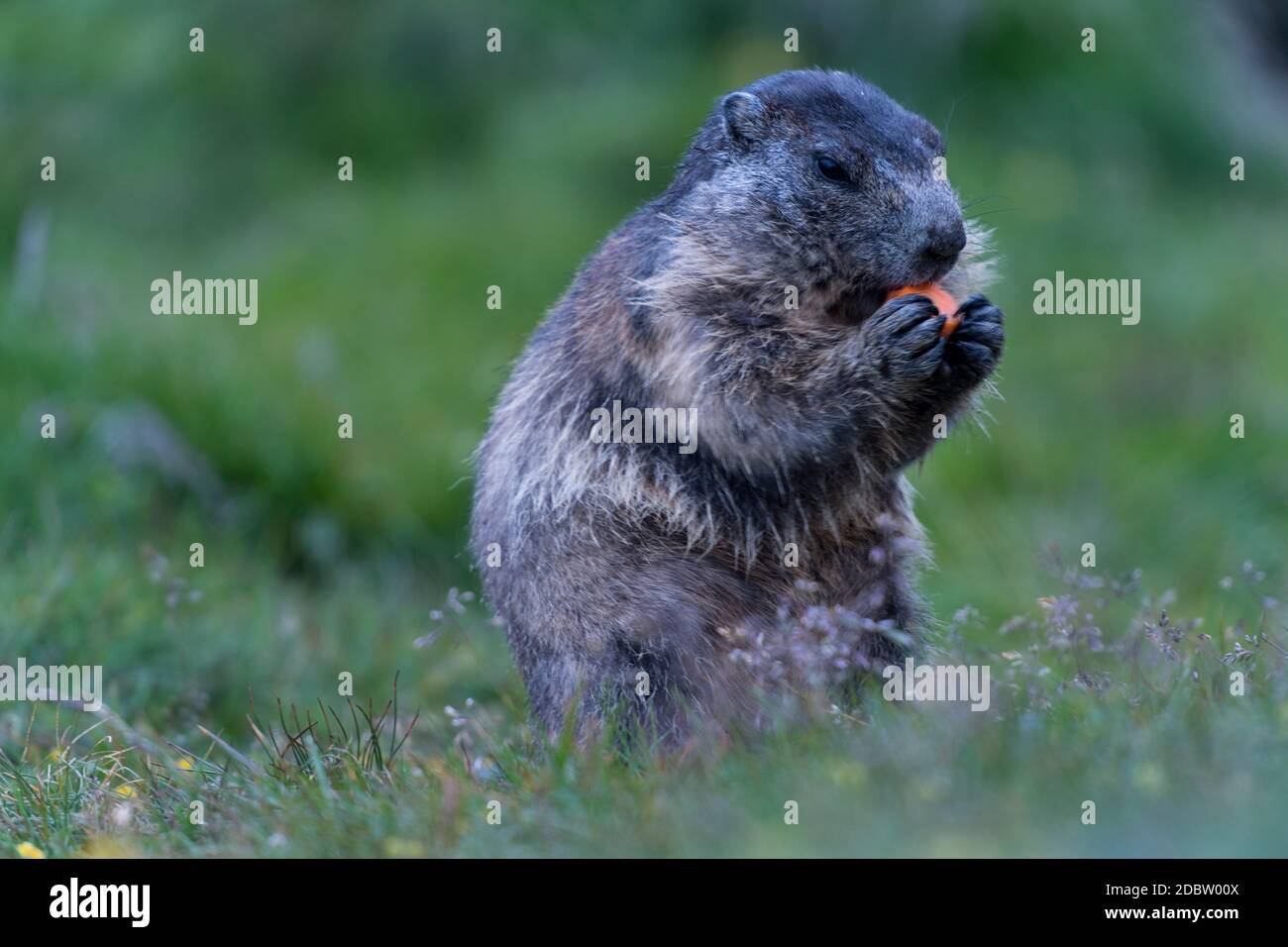 groundhog in the alps by Austria Stock Photo - Alamy