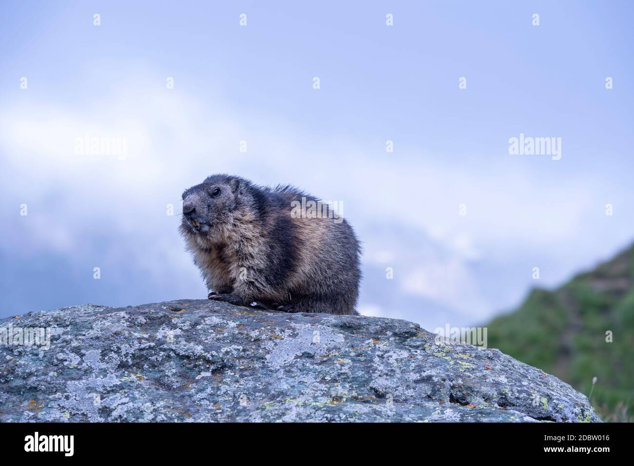 groundhog in the alps by Austria Stock Photo - Alamy