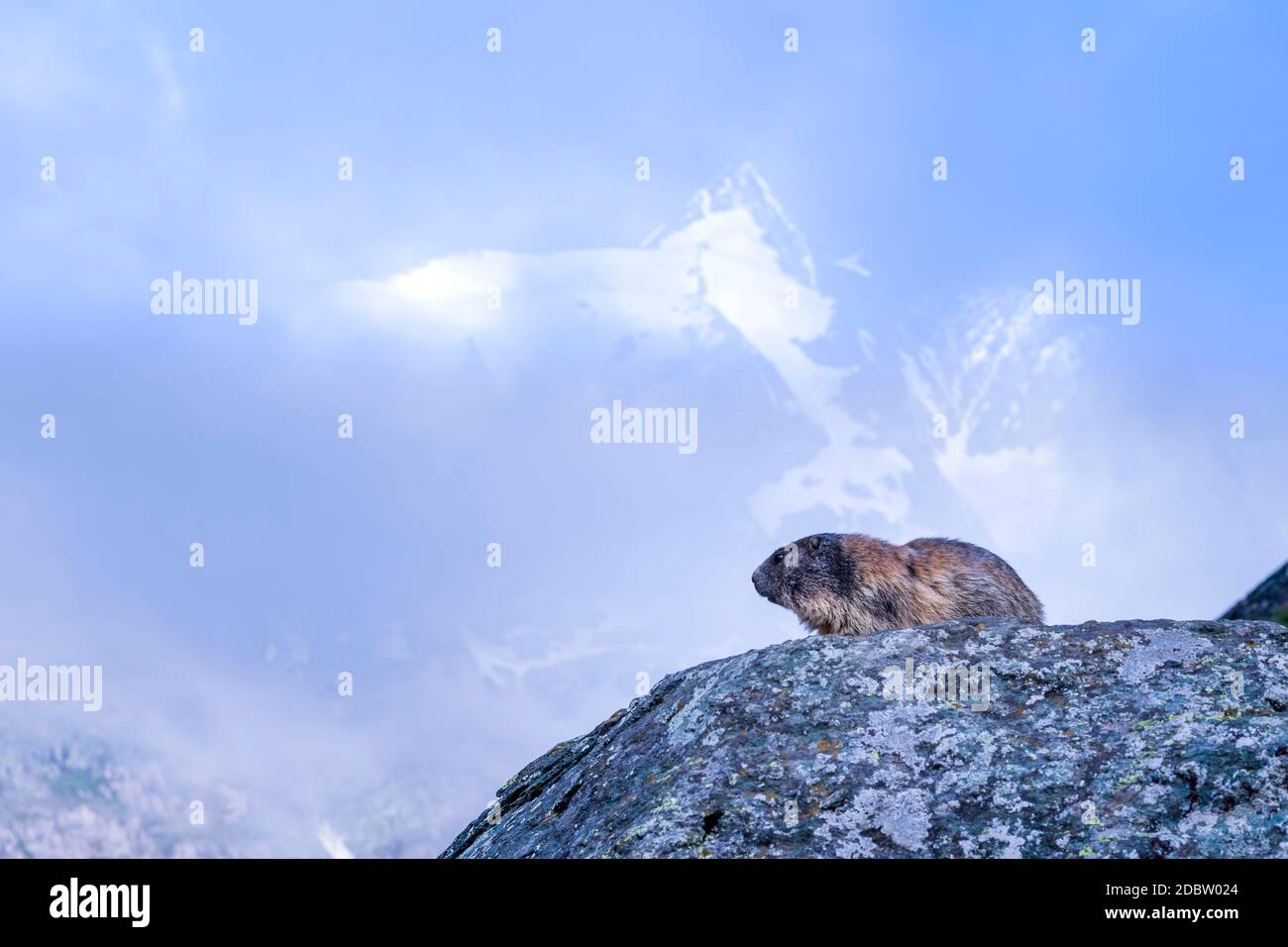 groundhog in the alps by Austria Stock Photo - Alamy