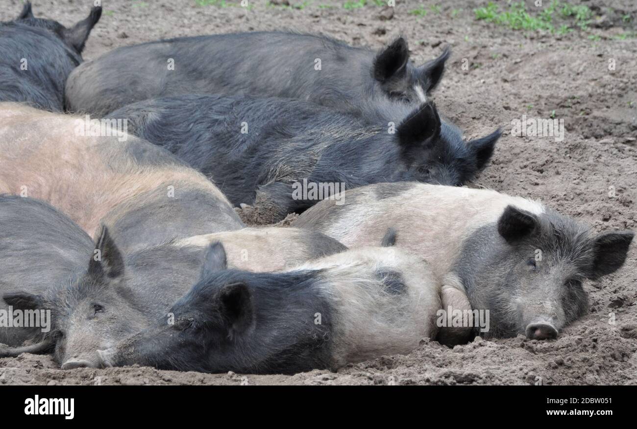 Animal welfare - pigs in the mud Stock Photo - Alamy