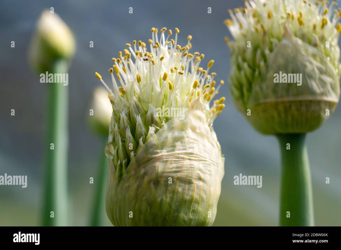 Green onion flower buds opening in close up Stock Photo - Alamy