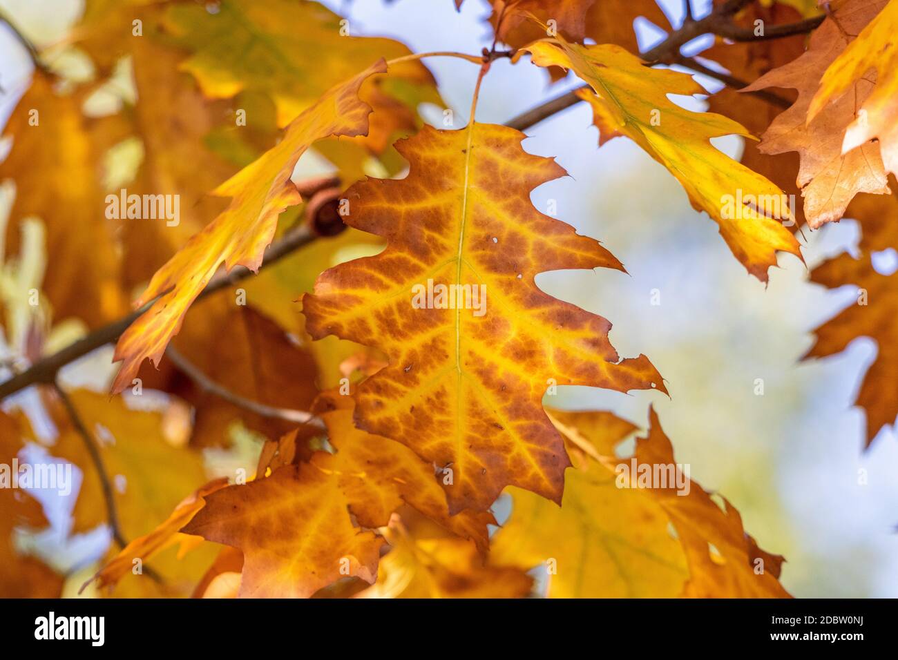 Colorful autumn oak leaves on a branch of an oak tree in october on a ...