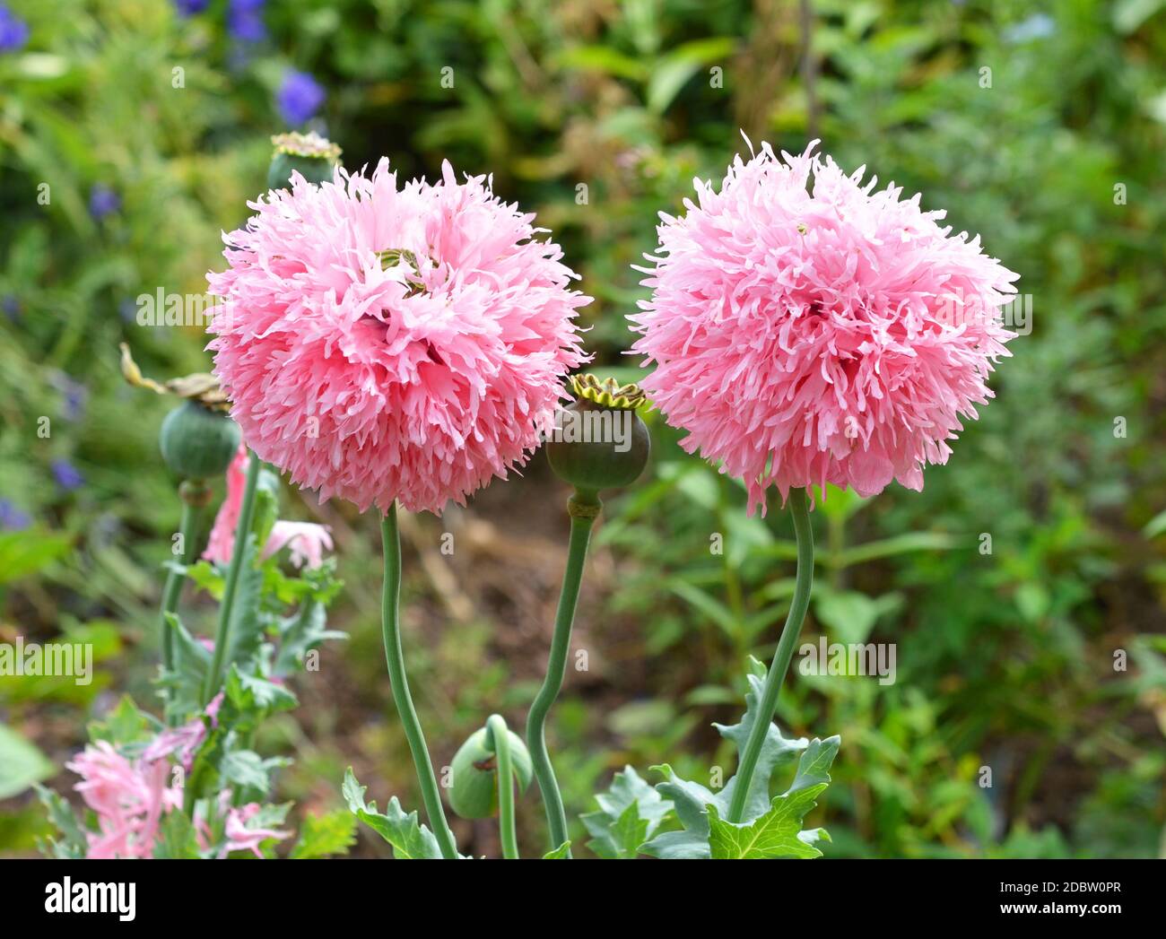 pink ornamental poppies in the garden Stock Photo - Alamy
