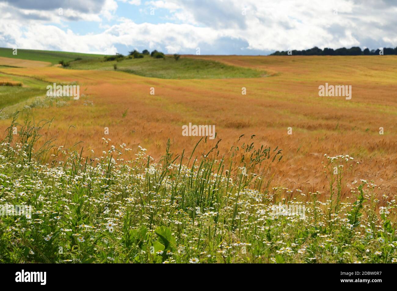 beautiful grain field in the evening Stock Photo - Alamy