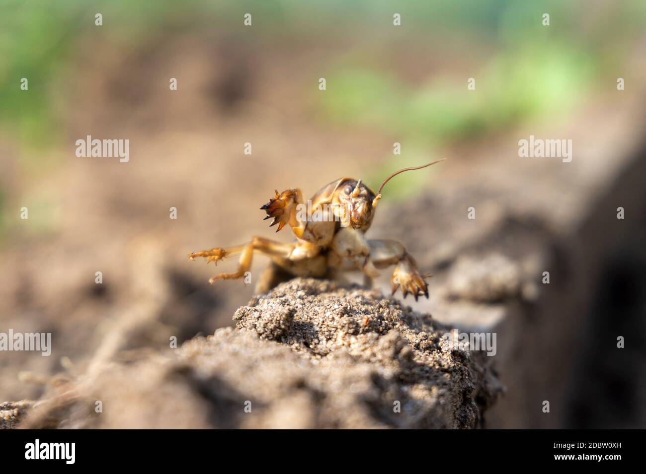 Mole cricket digging hi-res stock photography and images - Alamy
