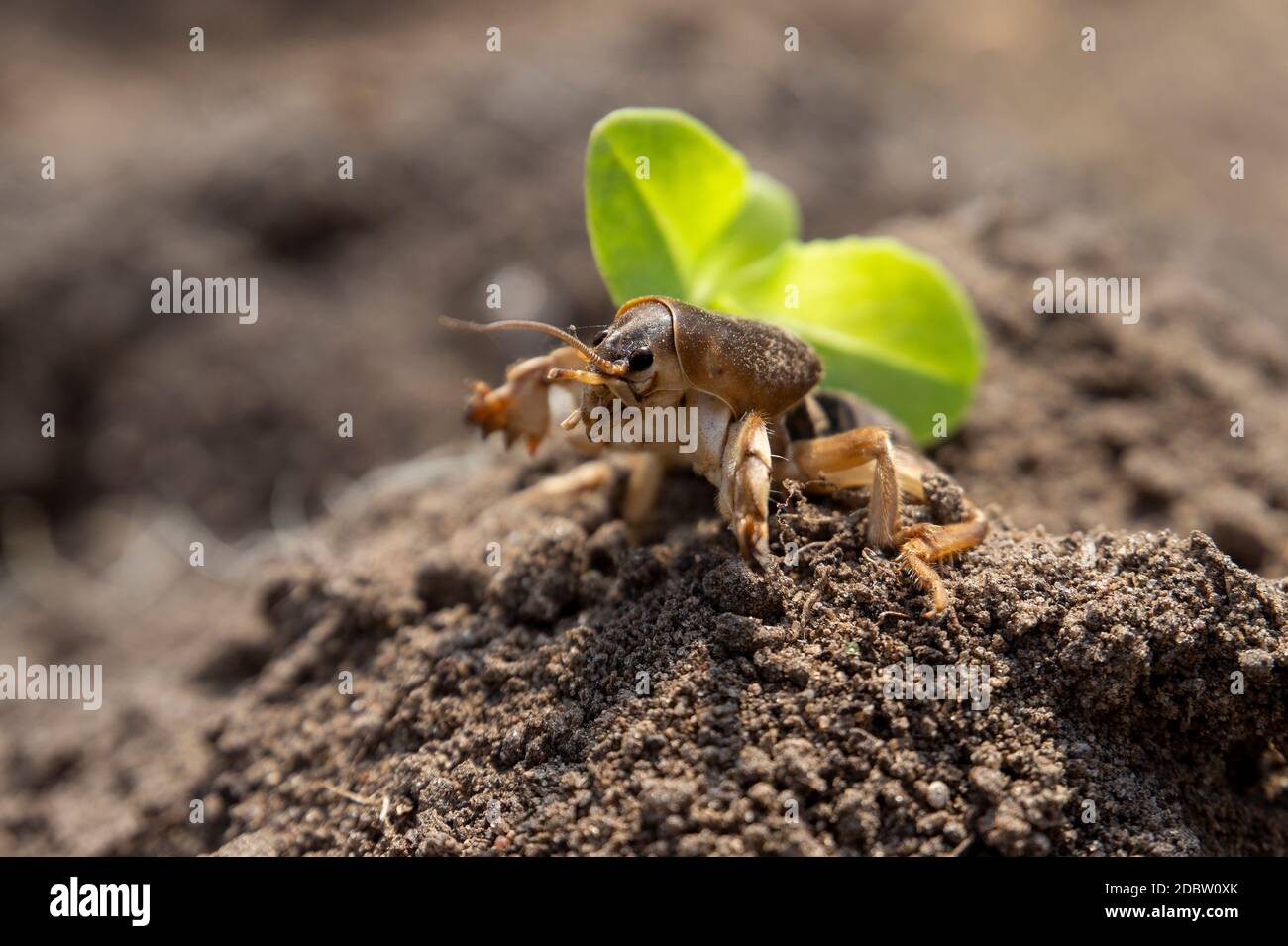Gryllotalpa gryllotalpa, commonly known as the European mole cricket ...