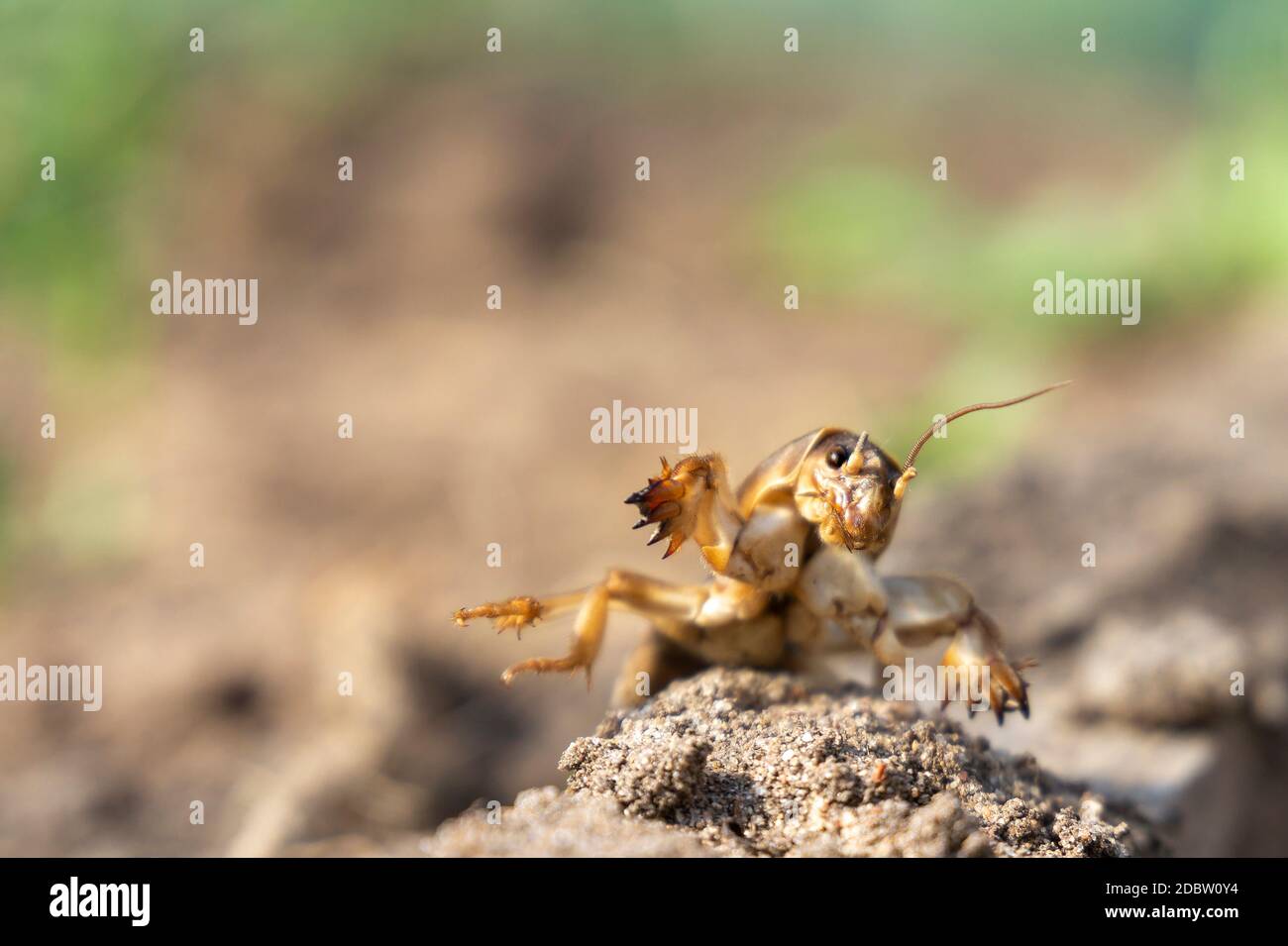 Mole cricket digging hi-res stock photography and images - Alamy