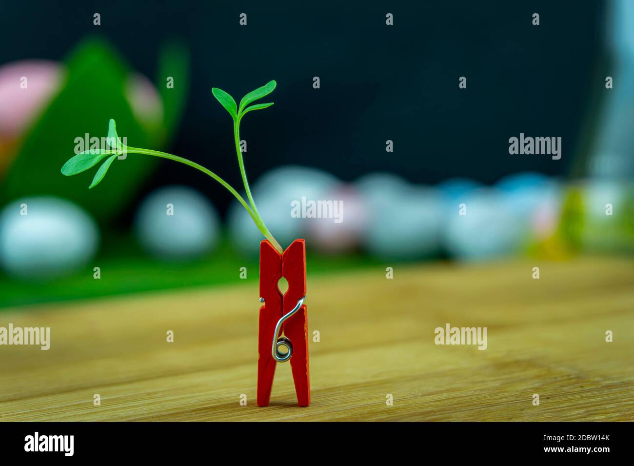 Fresh green shoot in a red clothes peg symbolic of new plant growth in ...