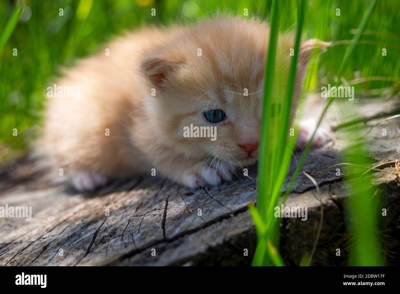 Little ginger kitten crouching on a tree stump amongst long green grass ...