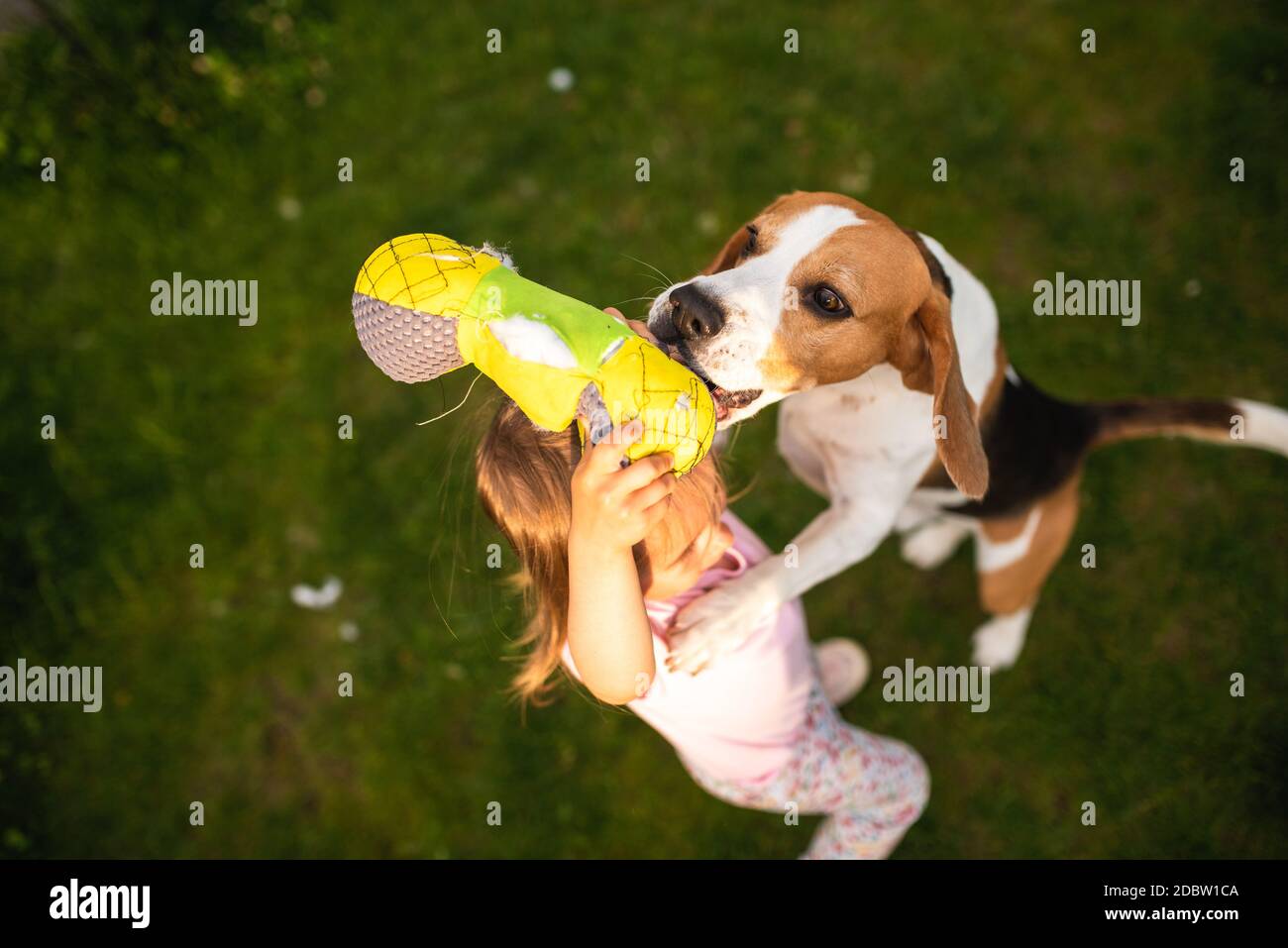 Young 2-3 years old caucasian baby girl playing with beagle dog in ...
