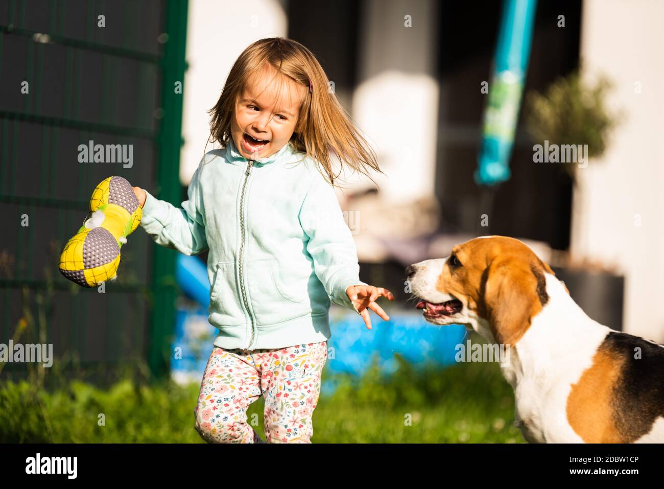 Young 2-3 years old caucasian baby girl playing with beagle dog in ...