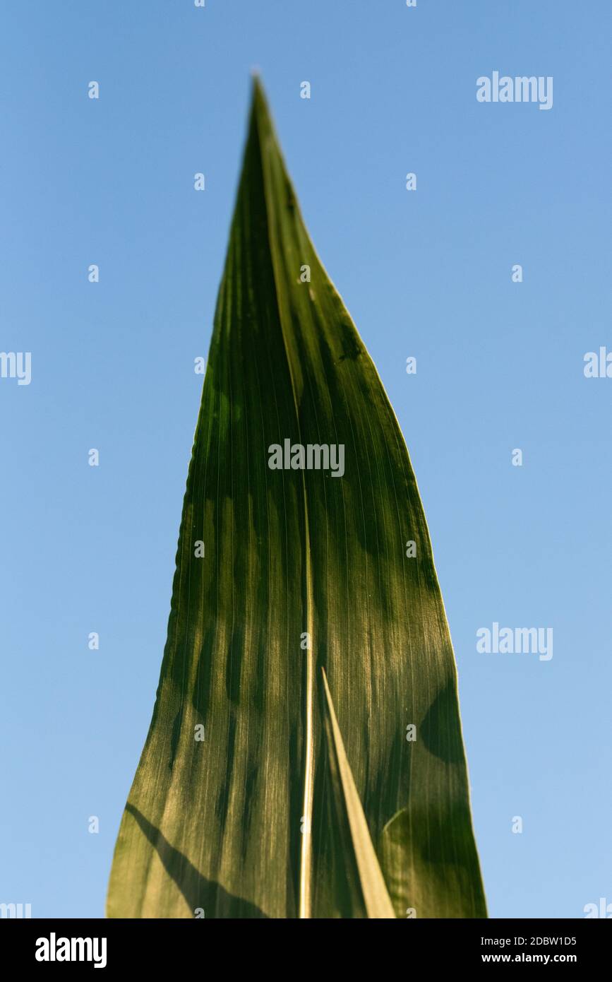 Green growing leaves of maize in a field. Background Stock Photo - Alamy