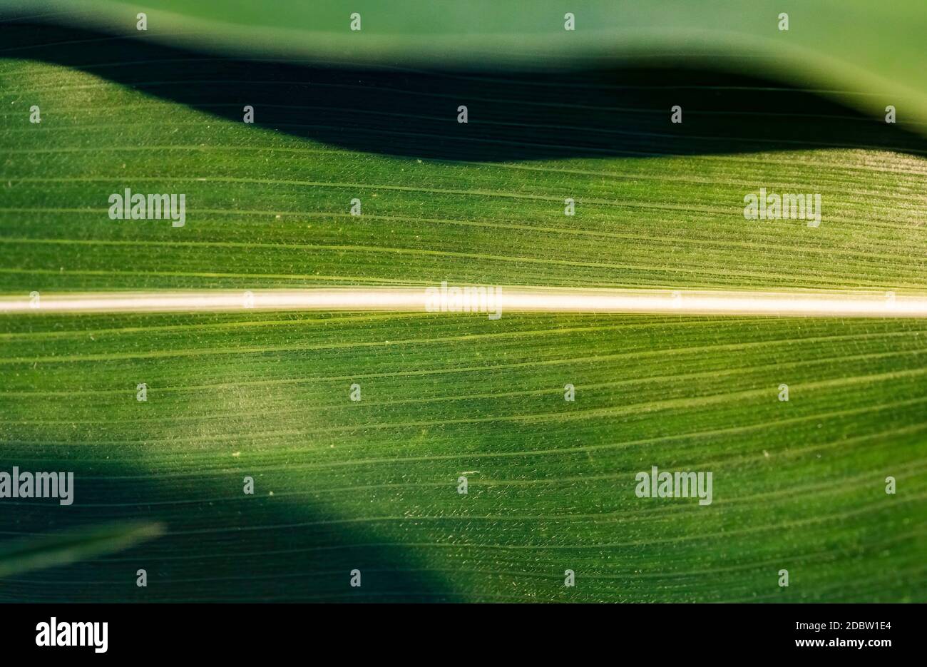 Green growing leaves of maize in a field. Background Stock Photo - Alamy