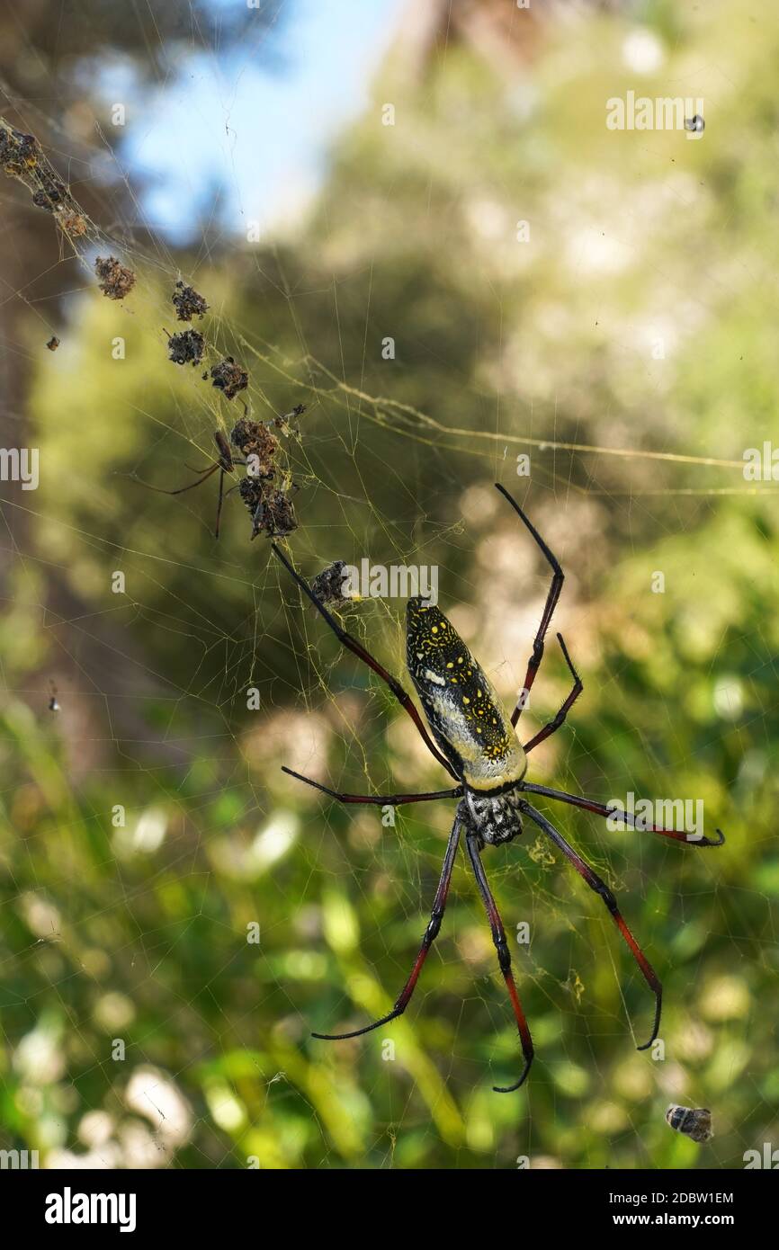 Red legged golden orb weaver spider female - Nephila inaurata ...