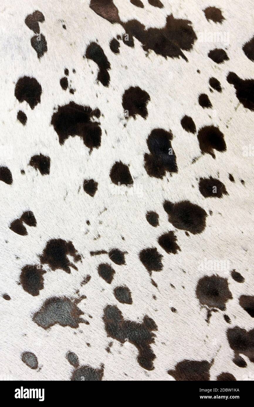 Real animal skin hi-res stock photography and images - Alamy