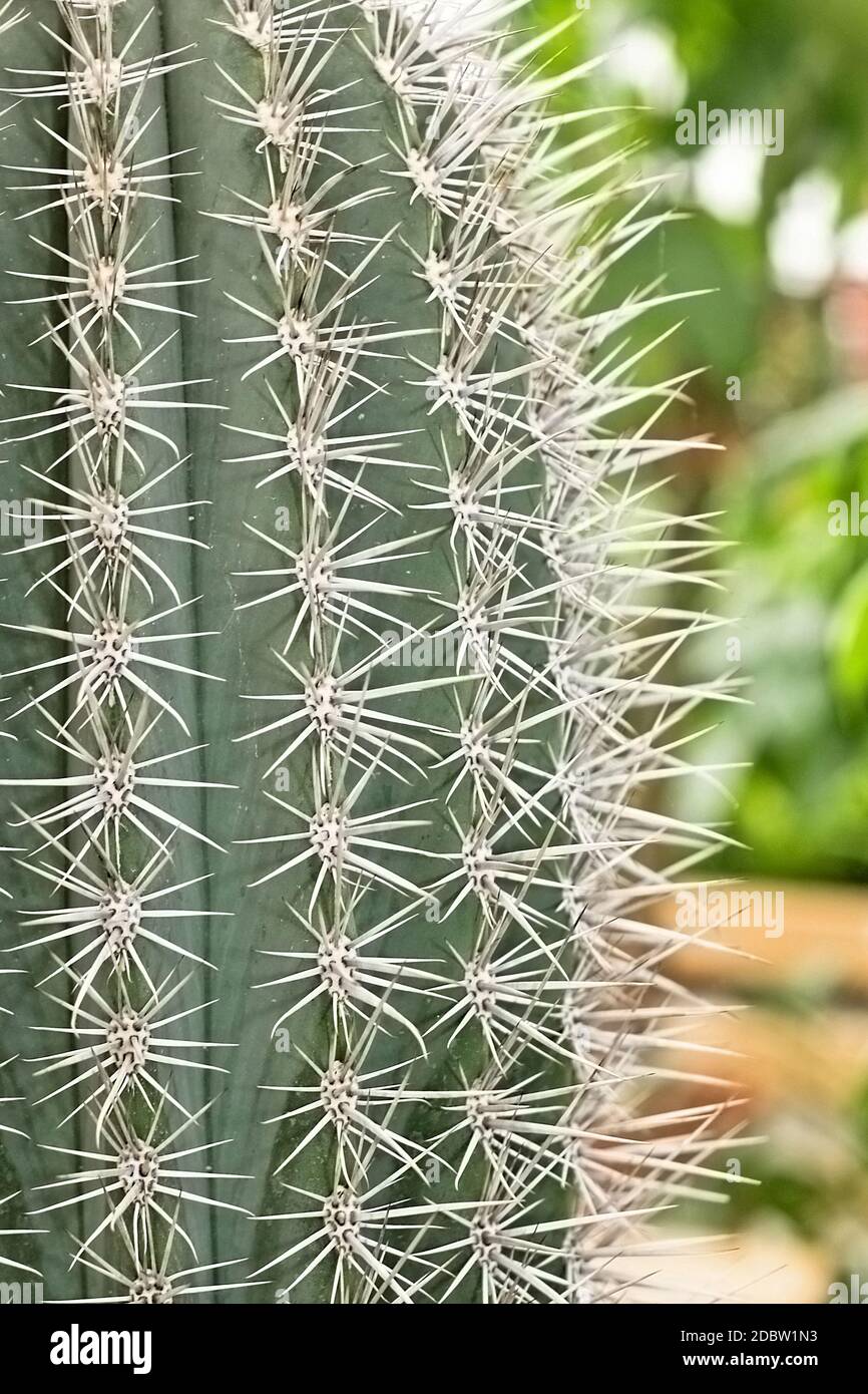 Big cactus with long and sharp spikes Stock Photo - Alamy