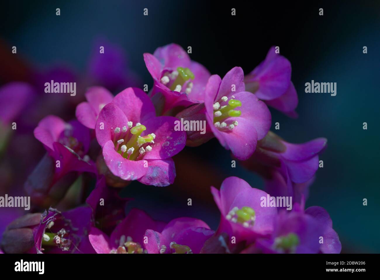 Bergenia crassifolia, aka Korean elephant's ears are shown in this ...