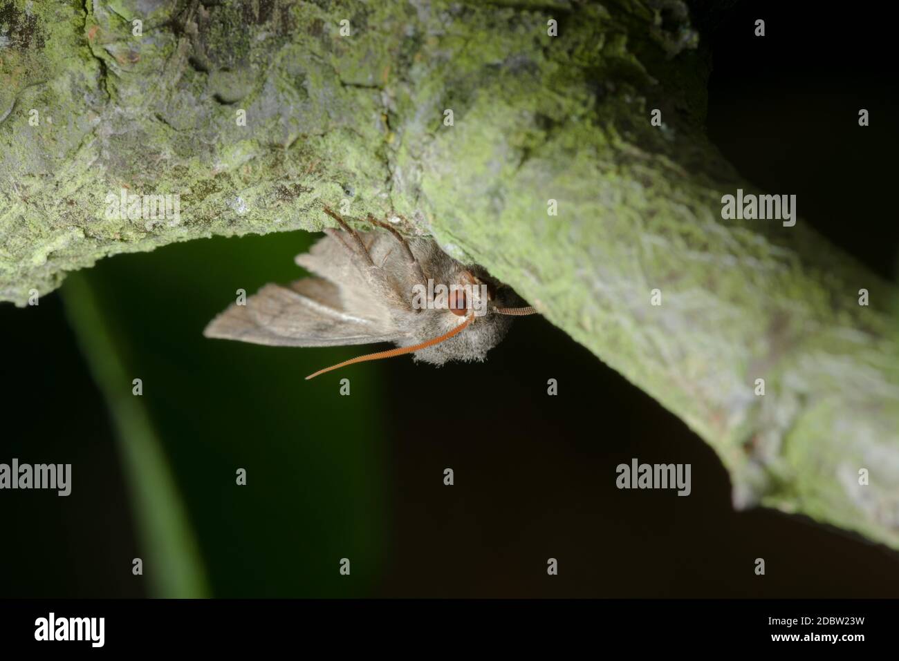 Up side down moth hangs from a branch, antennae in perfect focus and ...