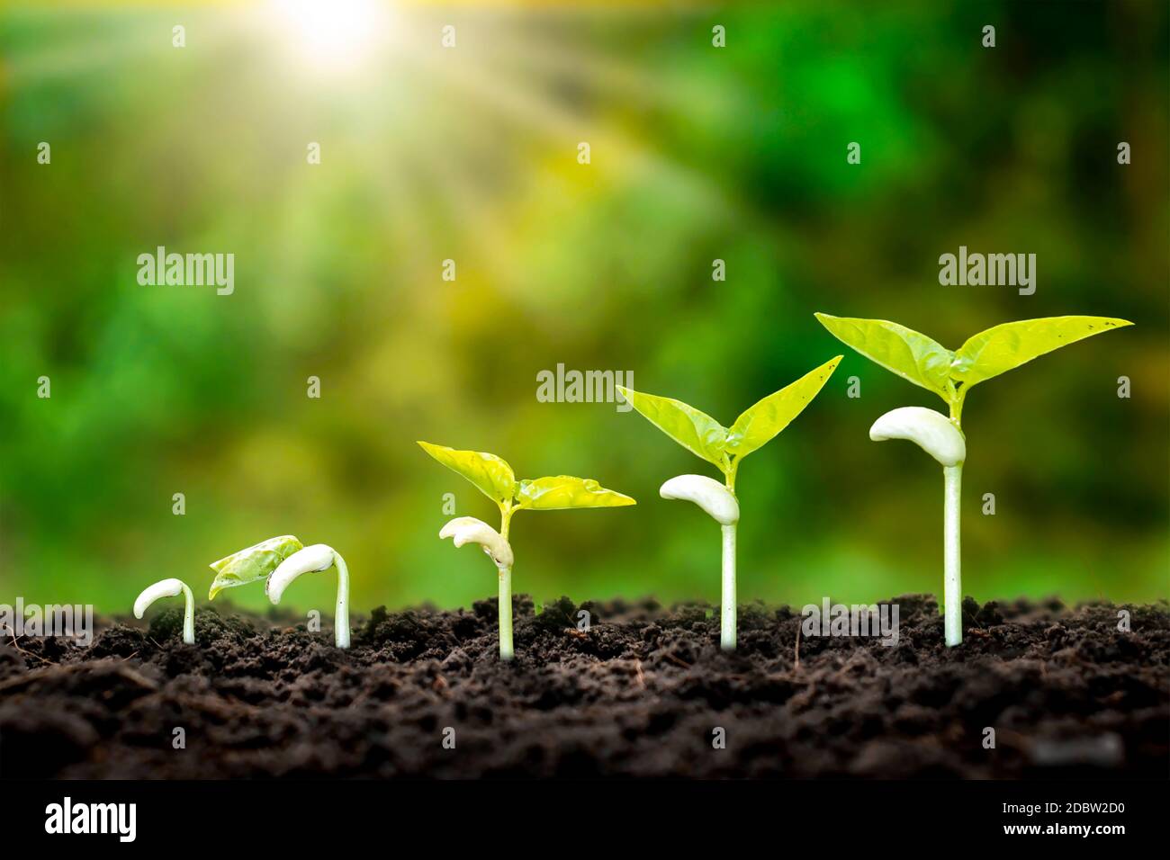 The sequence of seedling development of plants grown on the ground ...