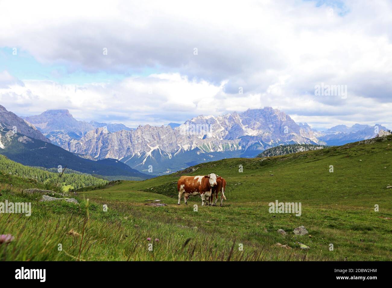 Simmental cattle hi-res stock photography and images - Alamy