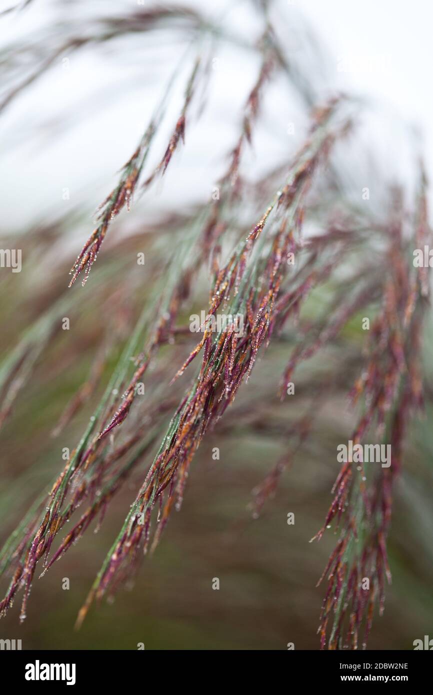 Grasses green hi-res stock photography and images - Alamy