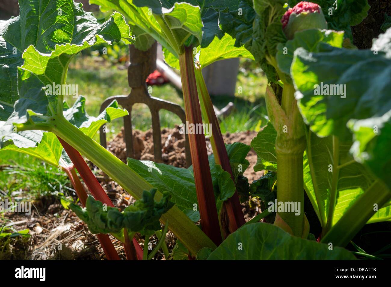 Rhubarb plants growing in an agricultural field in close up on the ...