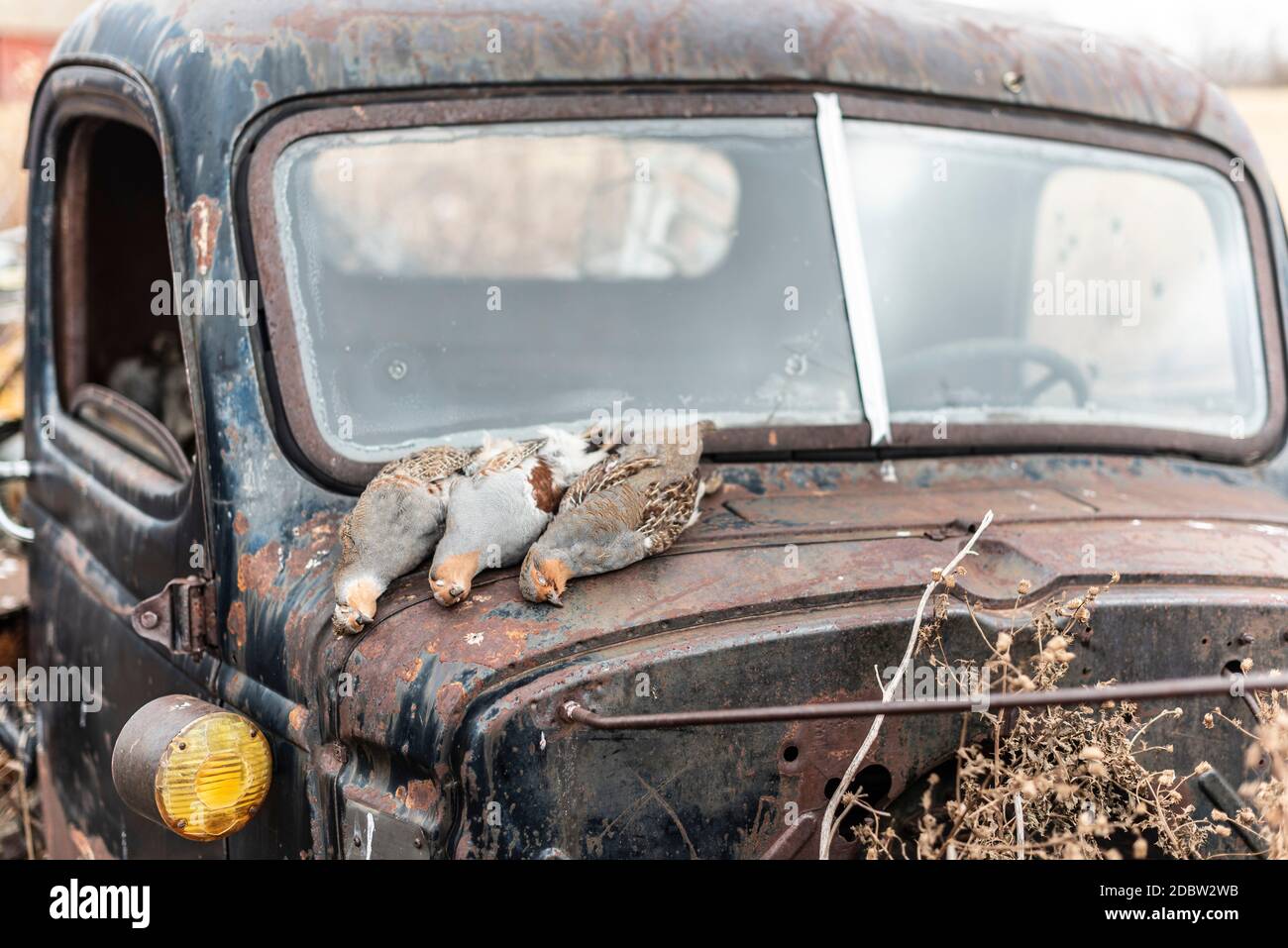 Partridge Hunting in North Dakota Stock Photo - Alamy