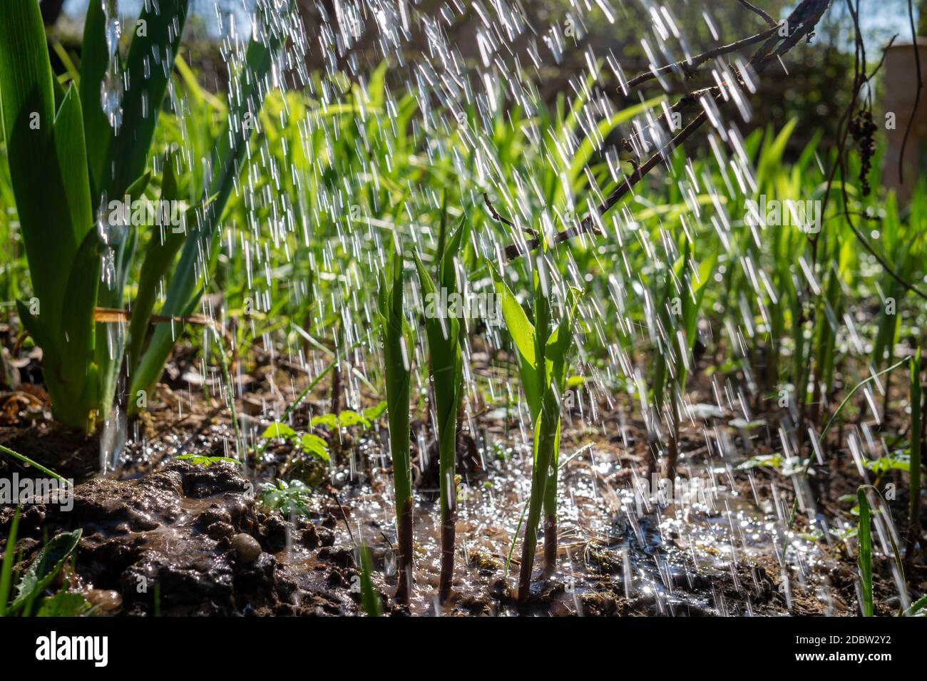 Irrigating the fresh young green plants of a farm crop with water ...
