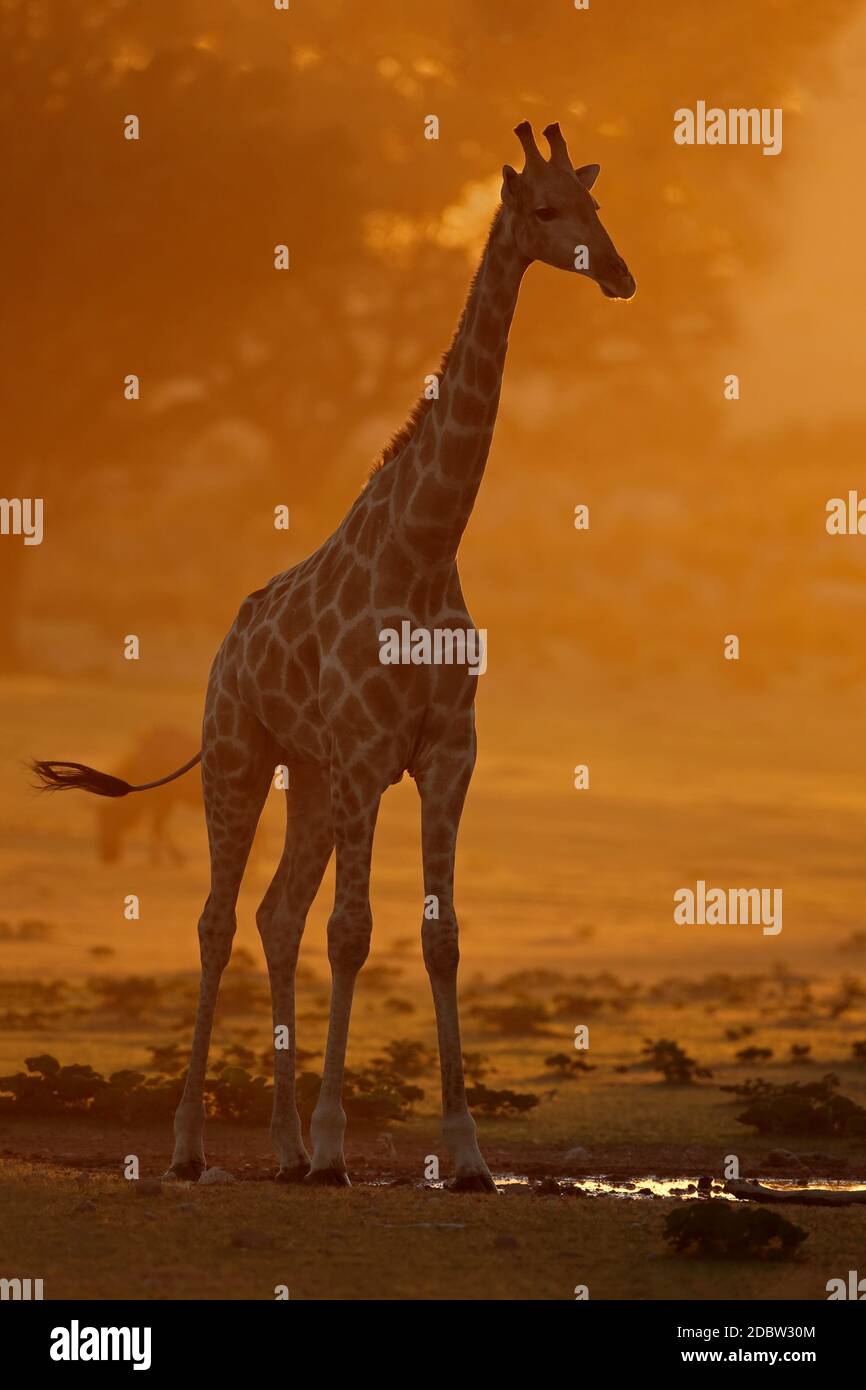 A giraffe (Giraffa camelopardalis) in dust at sunrise, Kalahari desert ...