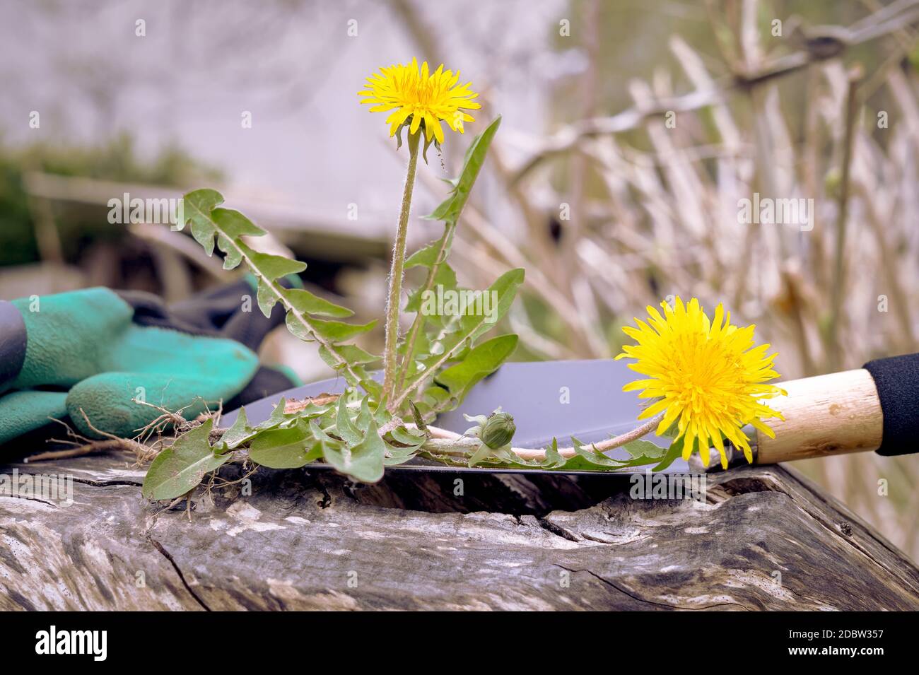 Uprooted yellow dandelion plant with green leaves and flowers standing ...