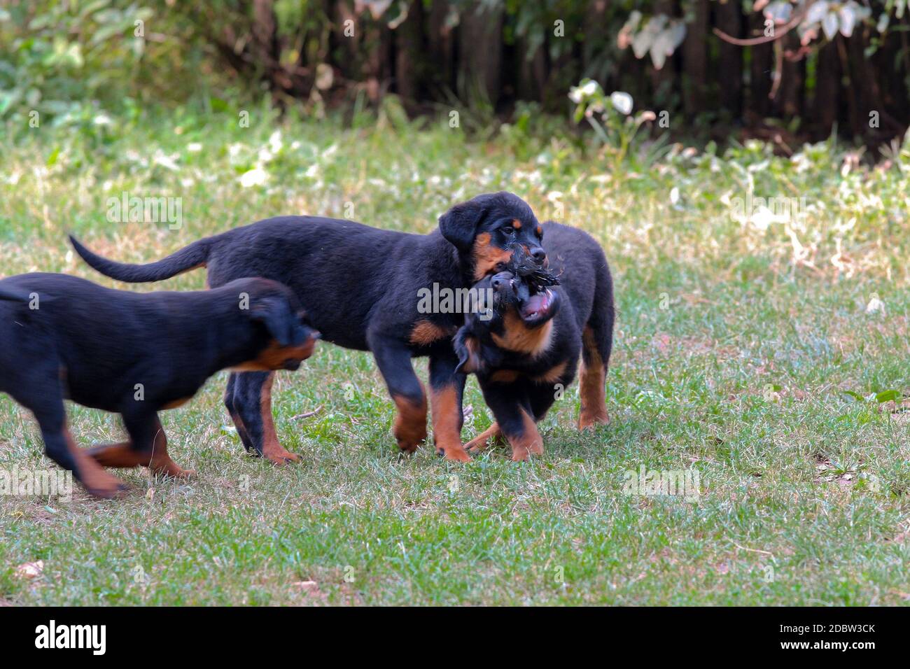 Rottweiler puppies playing together outside at lawn Stock Photo - Alamy