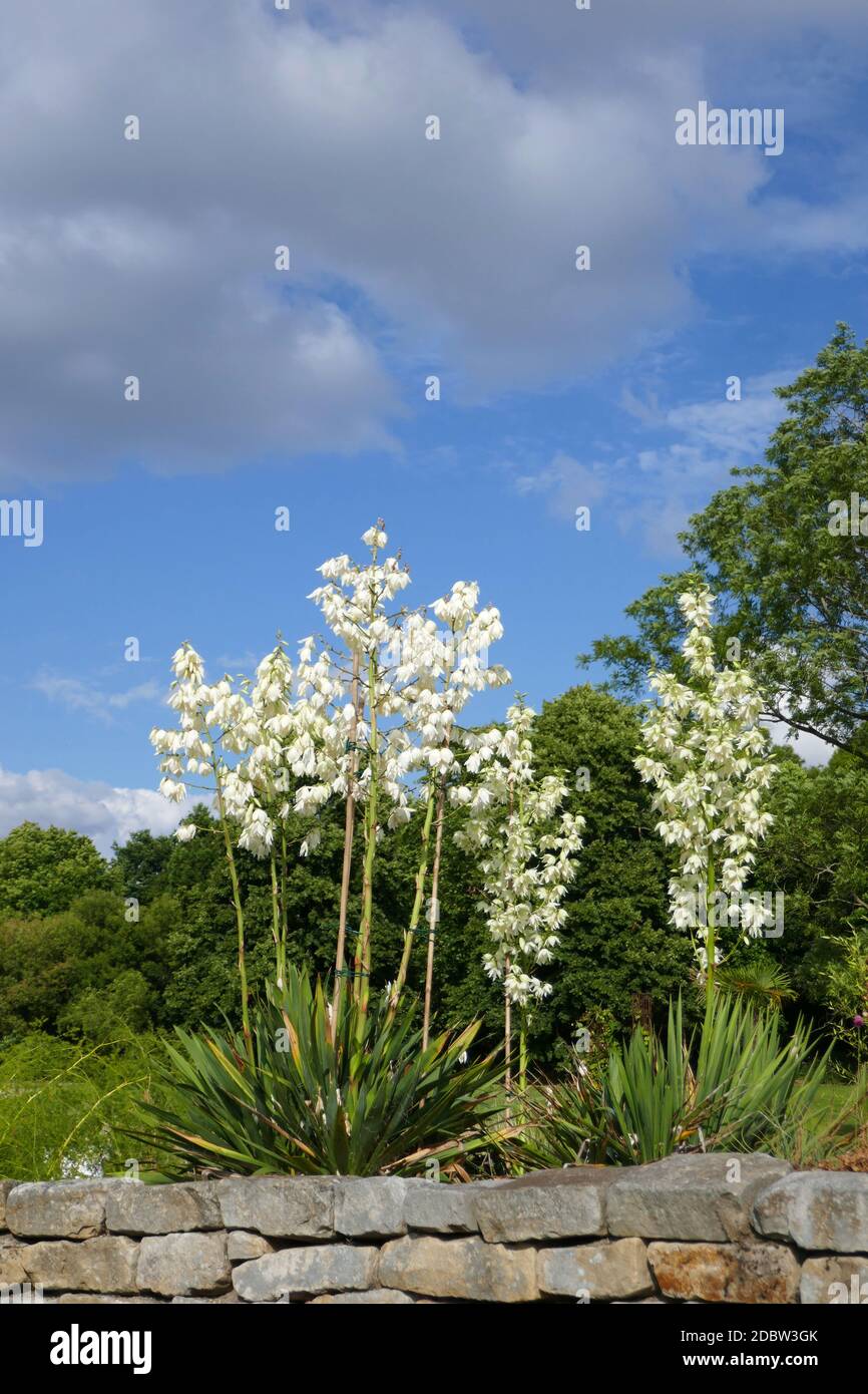 Agave filamentosa hi-res stock photography and images - Alamy