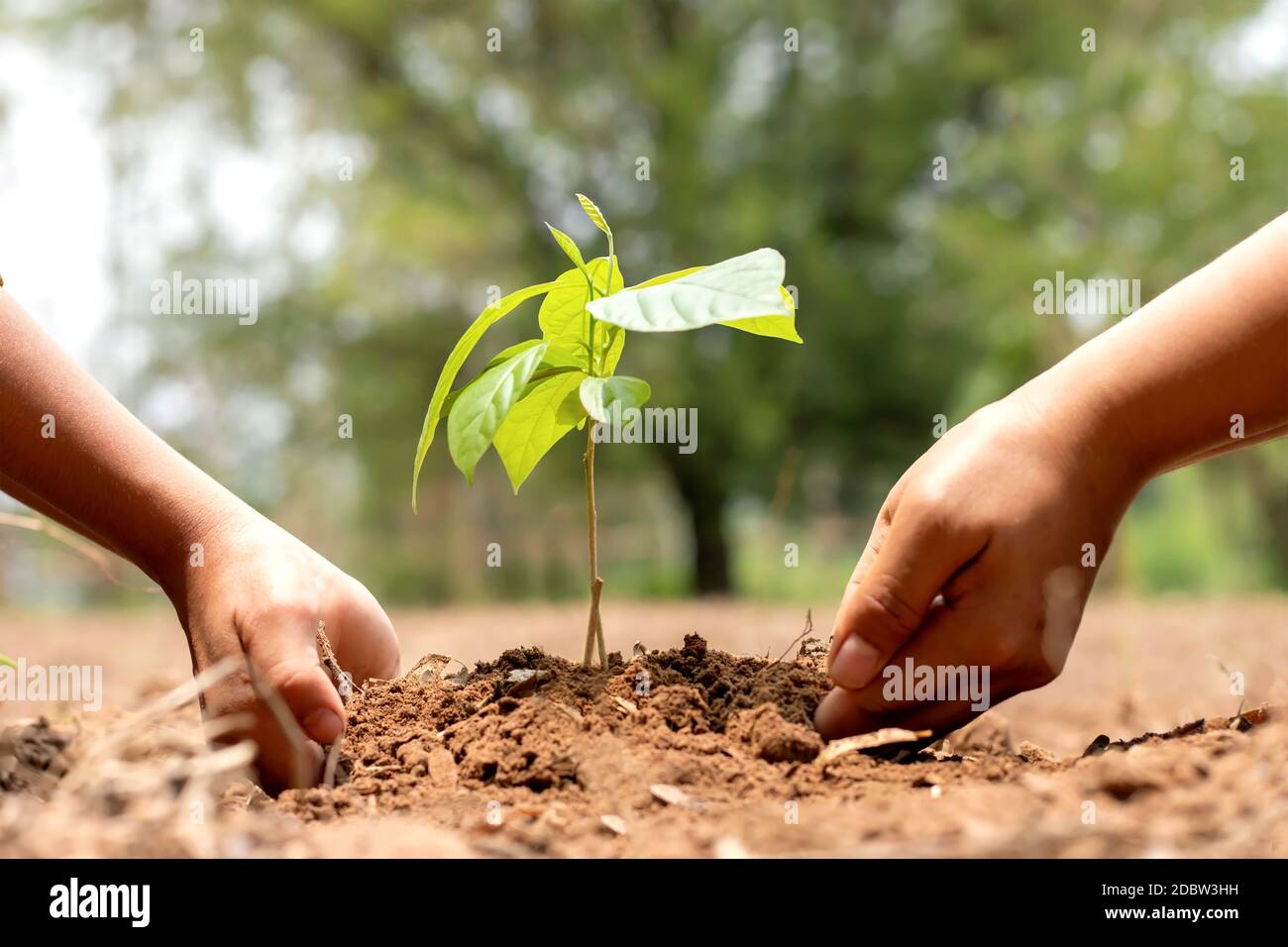The hands of a little boy are helping adults grow small trees in the ...