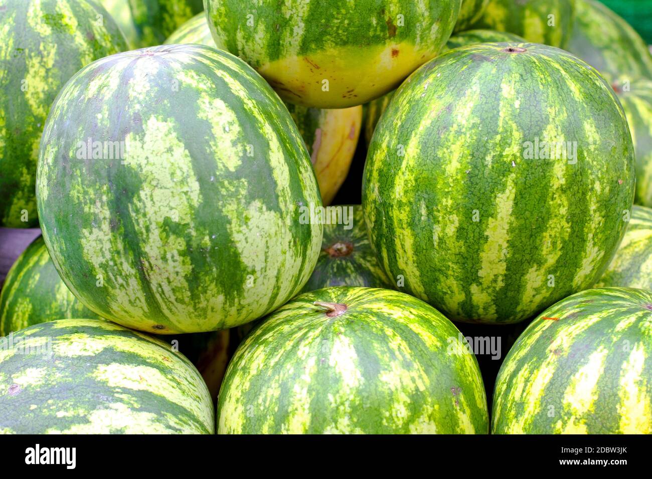 Big pile of organically grown watermelons on market Stock Photo - Alamy