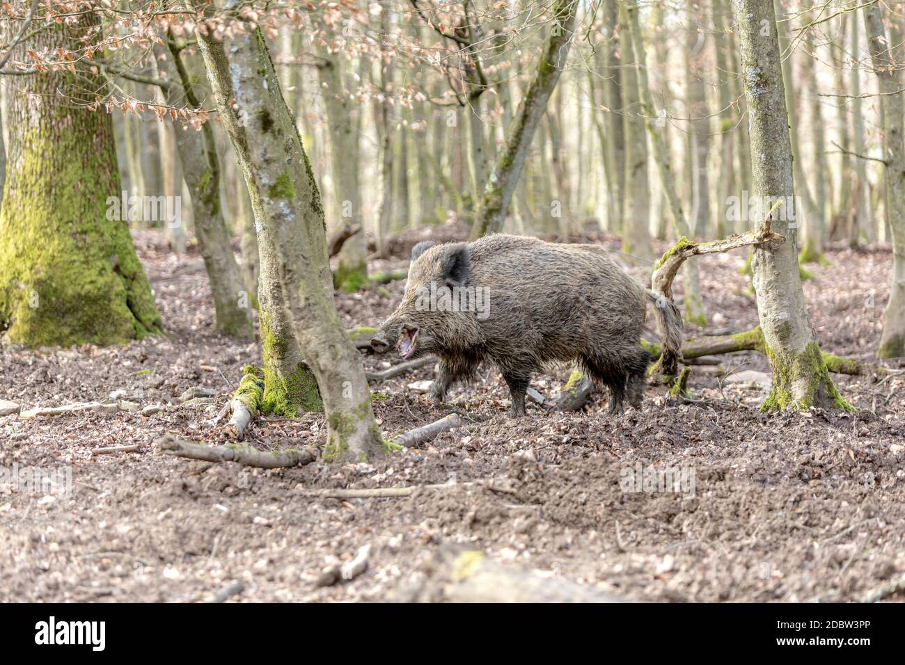 The boar is happy when he can scratch the tree trunk Stock Photo - Alamy