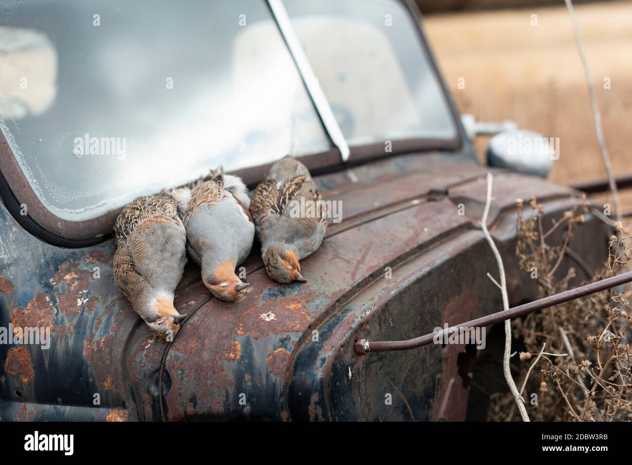 Partridge Hunting in North Dakota Stock Photo - Alamy
