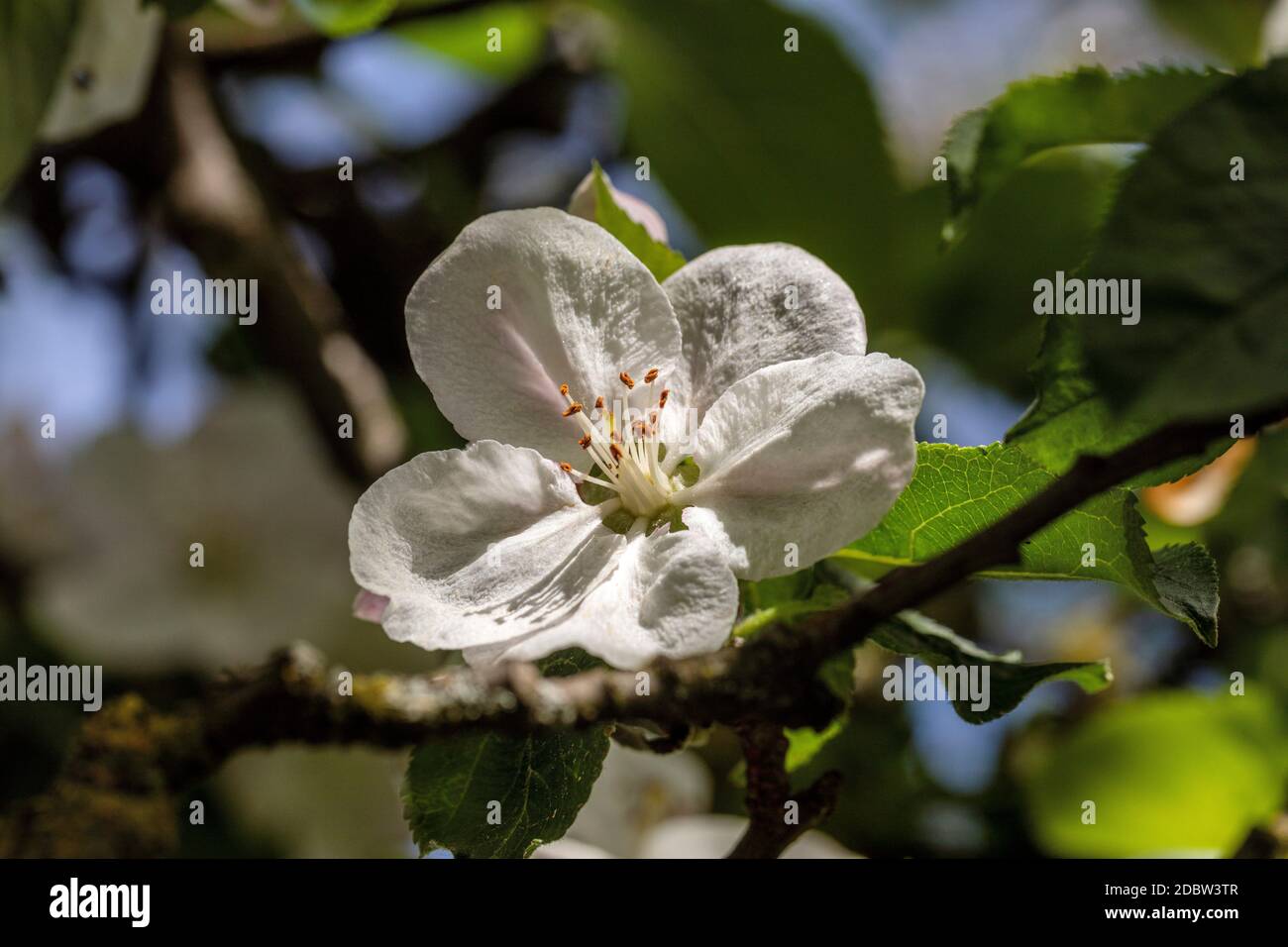 Ancient apple tree hi-res stock photography and images - Alamy
