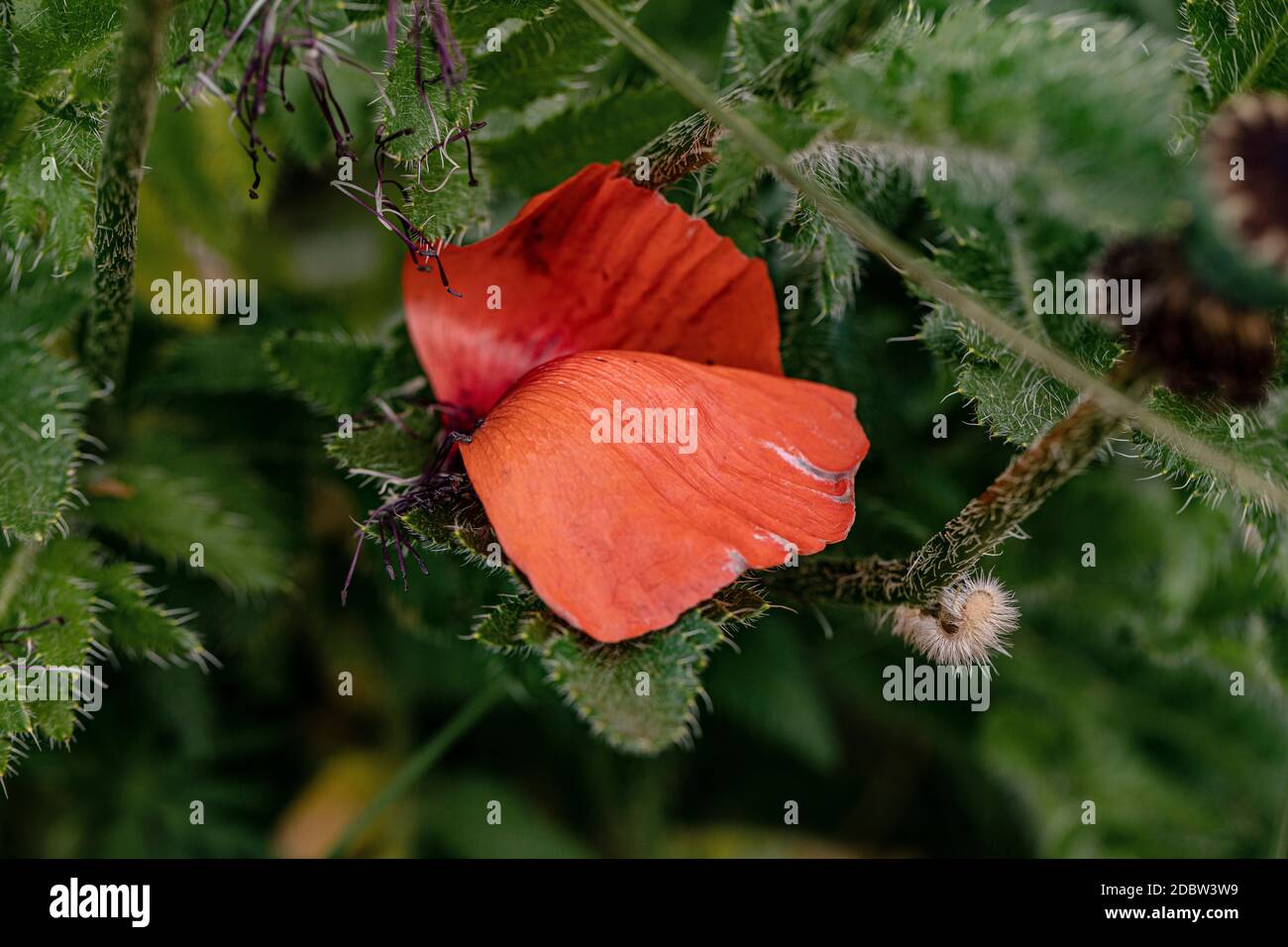 The poppy has faded. The petals fall off. The seed threads will provide ...
