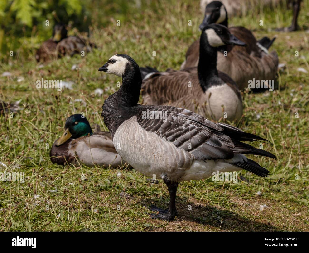 As a sea goose it does not really belong to inland waters far from the ...